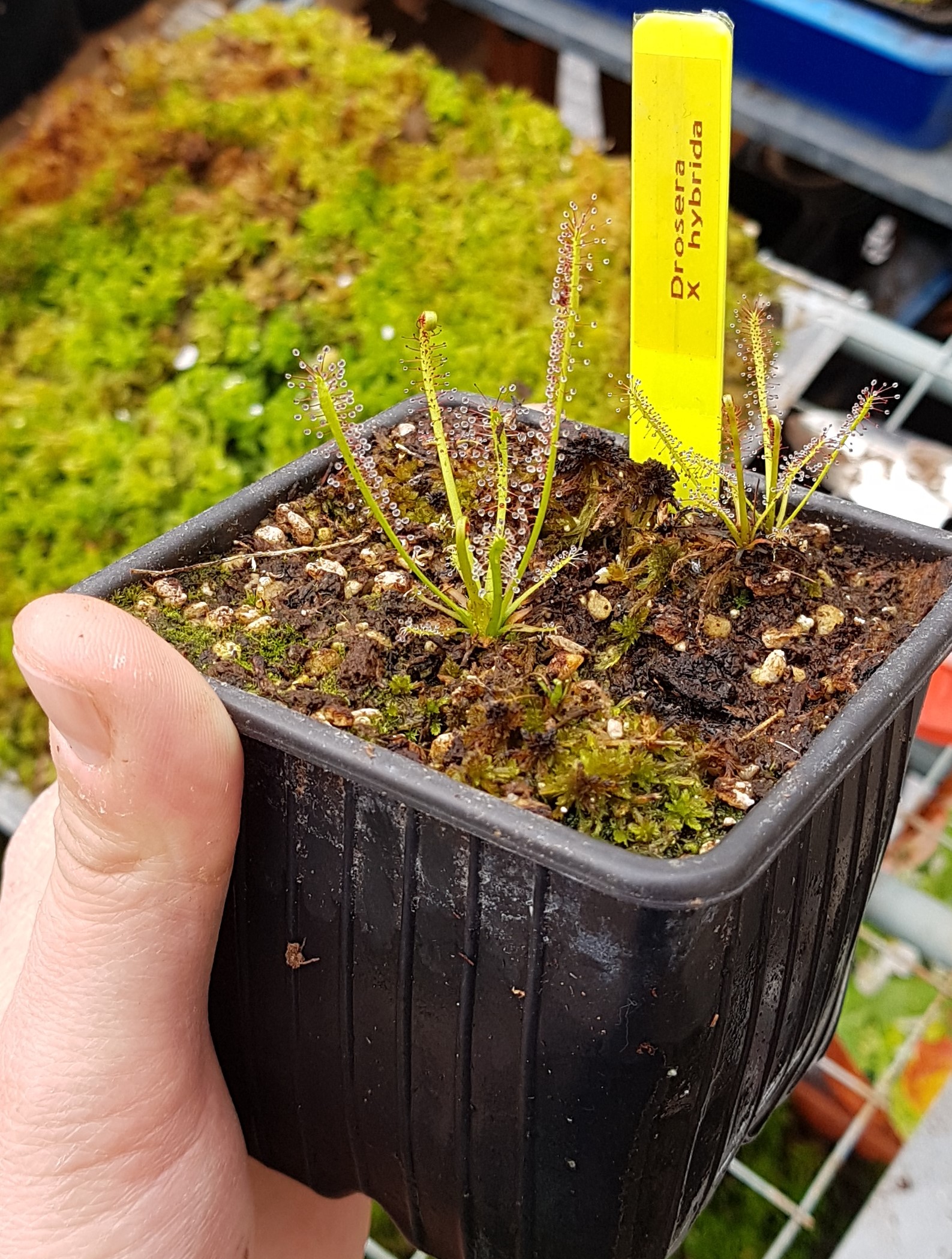 Drosera x hybrida - Carnivores.Zone