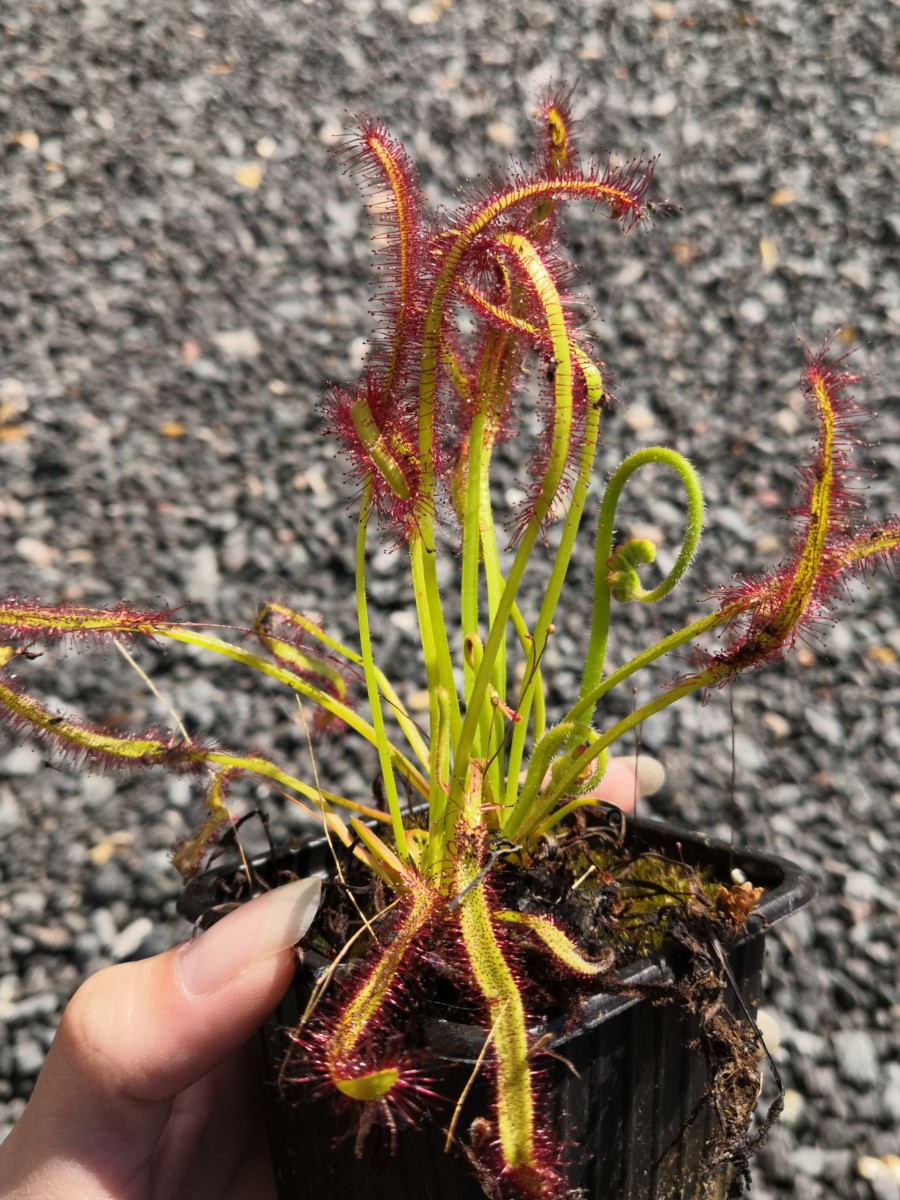 Drosera Capensis - Carnivores.Zone