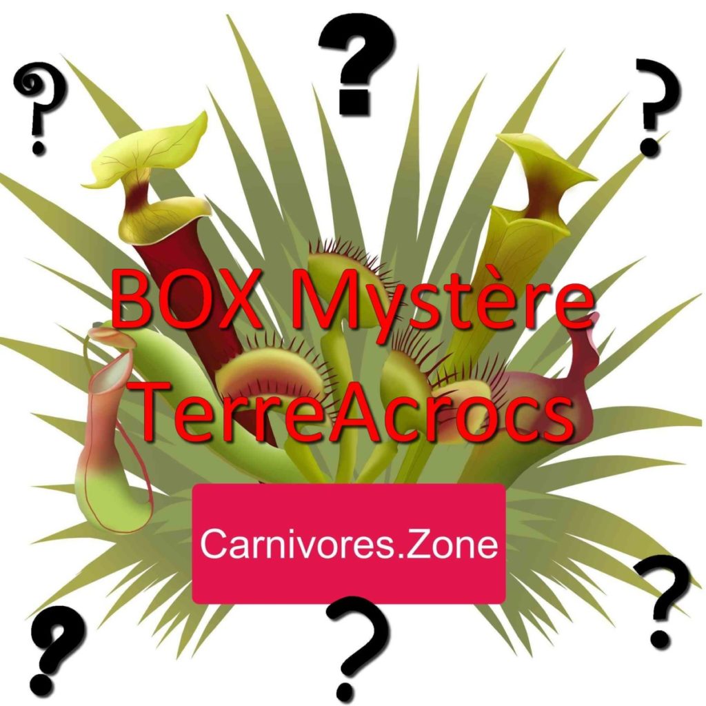 Box mystère débutant - Carnivores.Zone