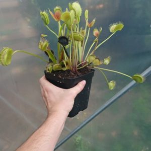 Dionaea Muscipula "Green Swamp" - Carnivores.Zone