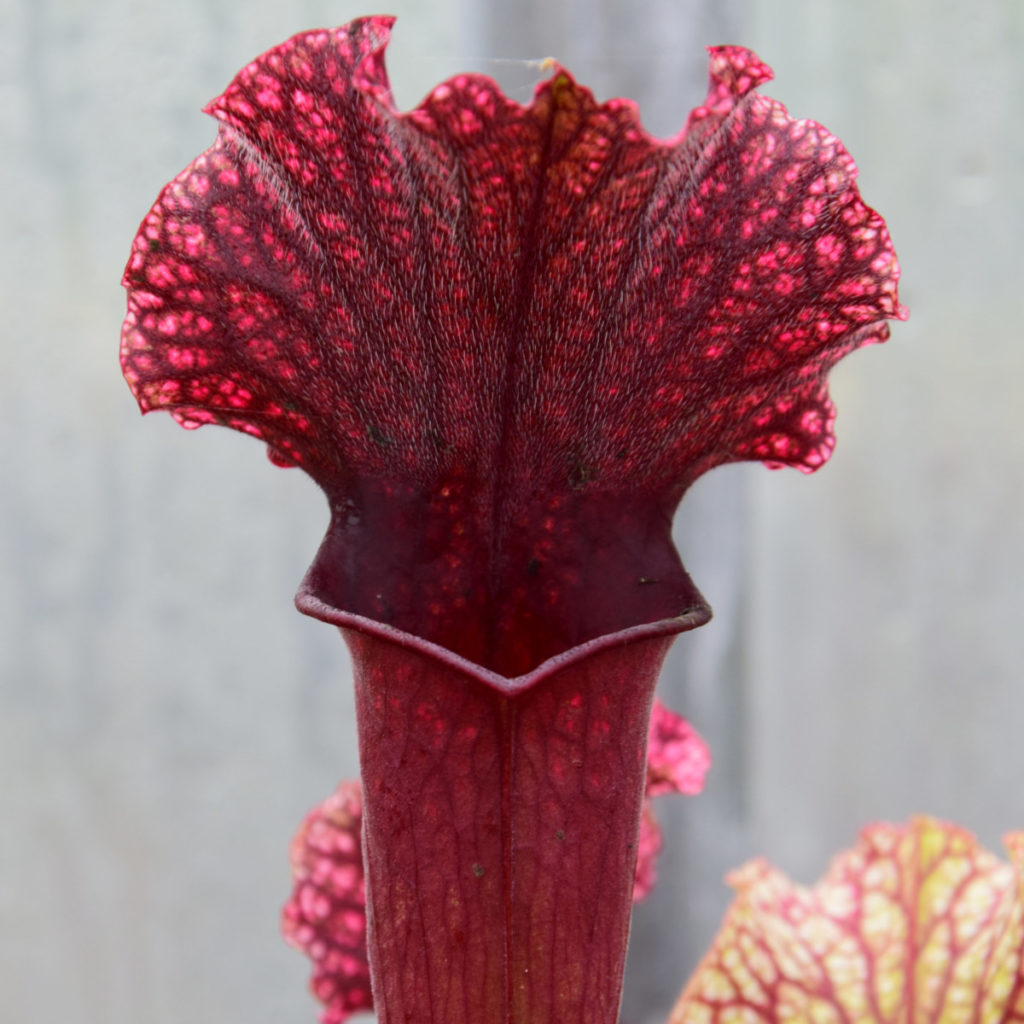 Sarracenia x 'Judith Hindle' - Carnivores.Zone