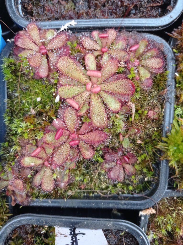Drosera hamiltonii - Carnivores.Zone