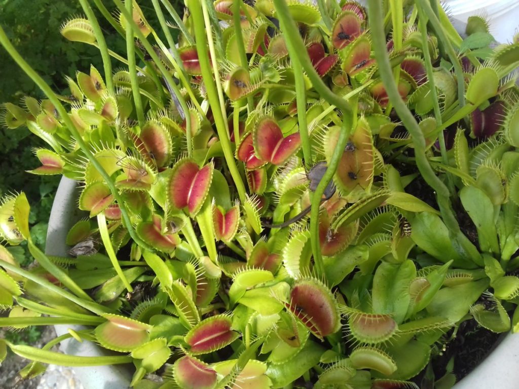 dionaea type - Carnivores.Zone