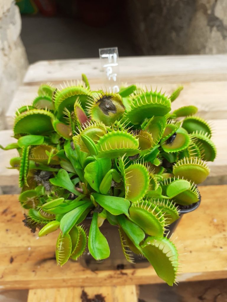 Dionaea Flat spotted - Carnivores.Zone