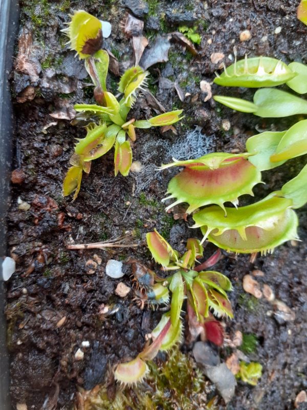 Dionaea Fuzzy tooth - Carnivores.Zone