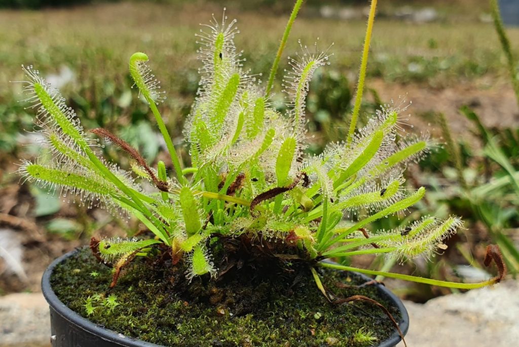 Drosera capensis alba - Carnivores.Zone