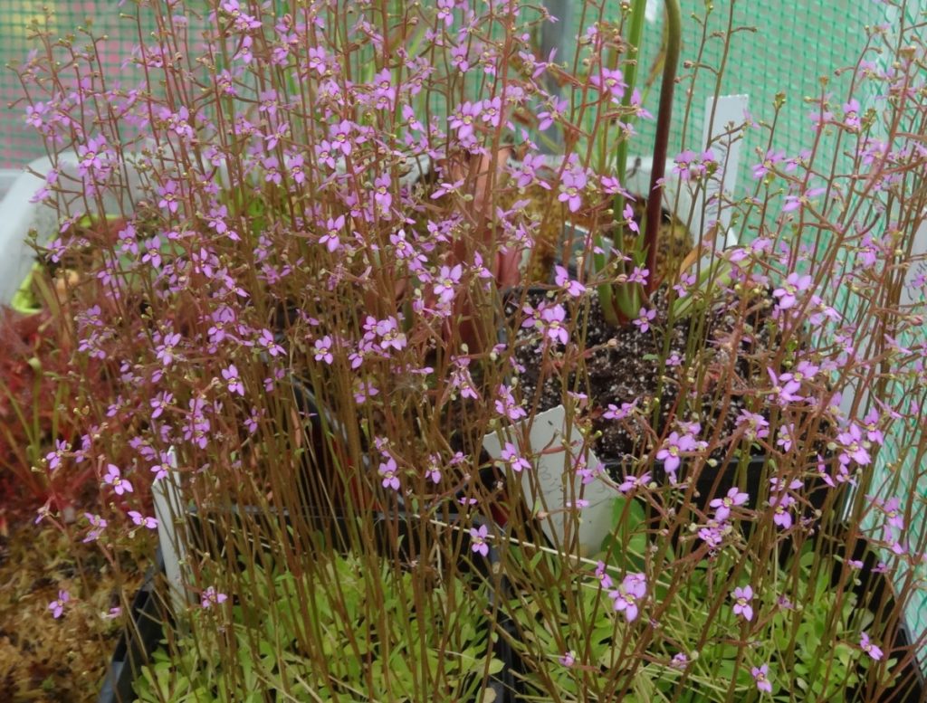 Stylidium Débile - Carnivores.Zone