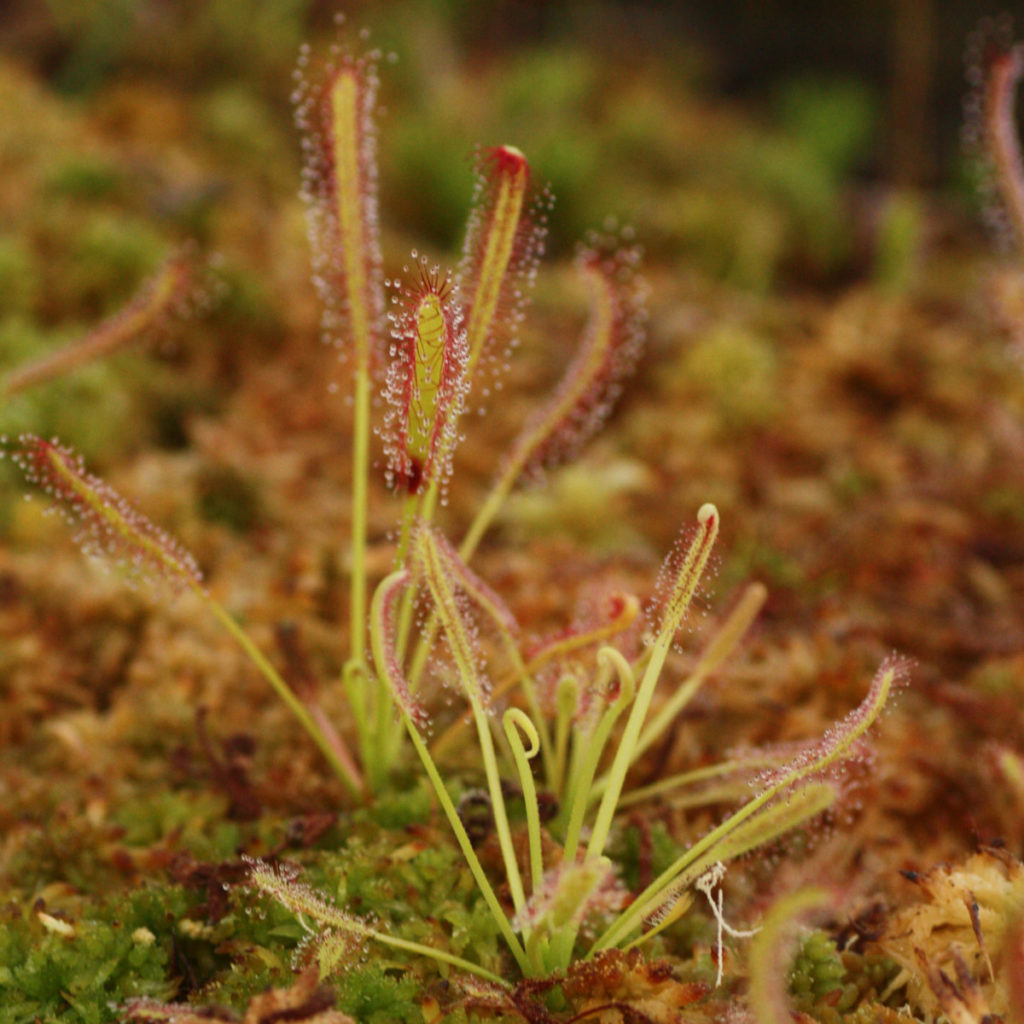 drosera capensis - Carnivores.Zone
