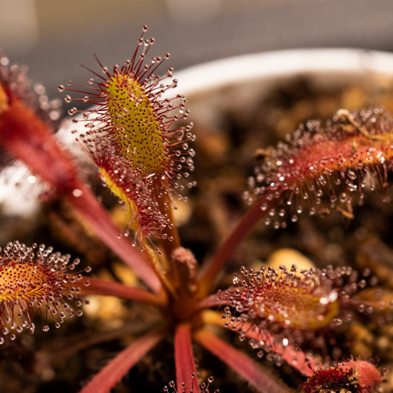 Drosera x 'Hercules' - Carnivores.Zone