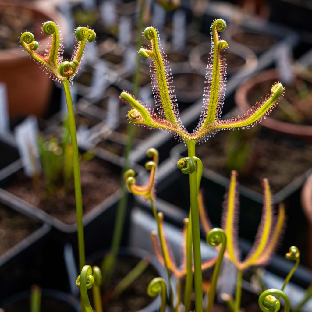Drosera Binata var. dichotoma f. pedata - Carnivores.Zone