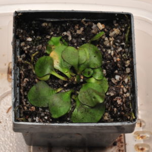 Genlisea subglabra - Carnivores.Zone