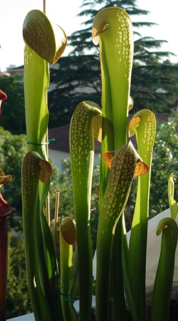 Sarracenia Minor var. okefenokeensis - giant - Carnivores.Zone