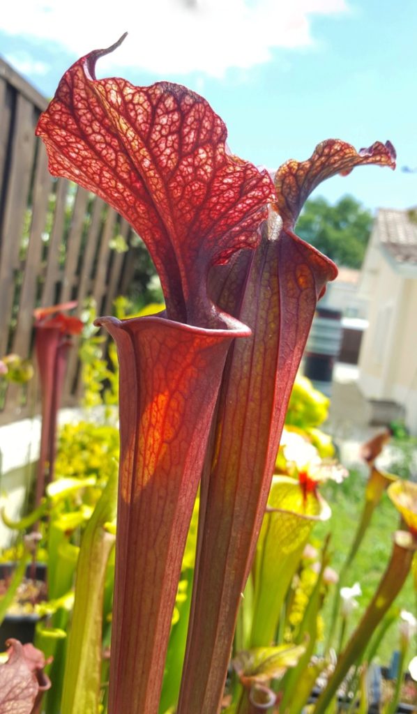 S.x Moorei (S.leuco.Baldwin x S.flava rubricorpa-Giant Red Tube Sumatra ...