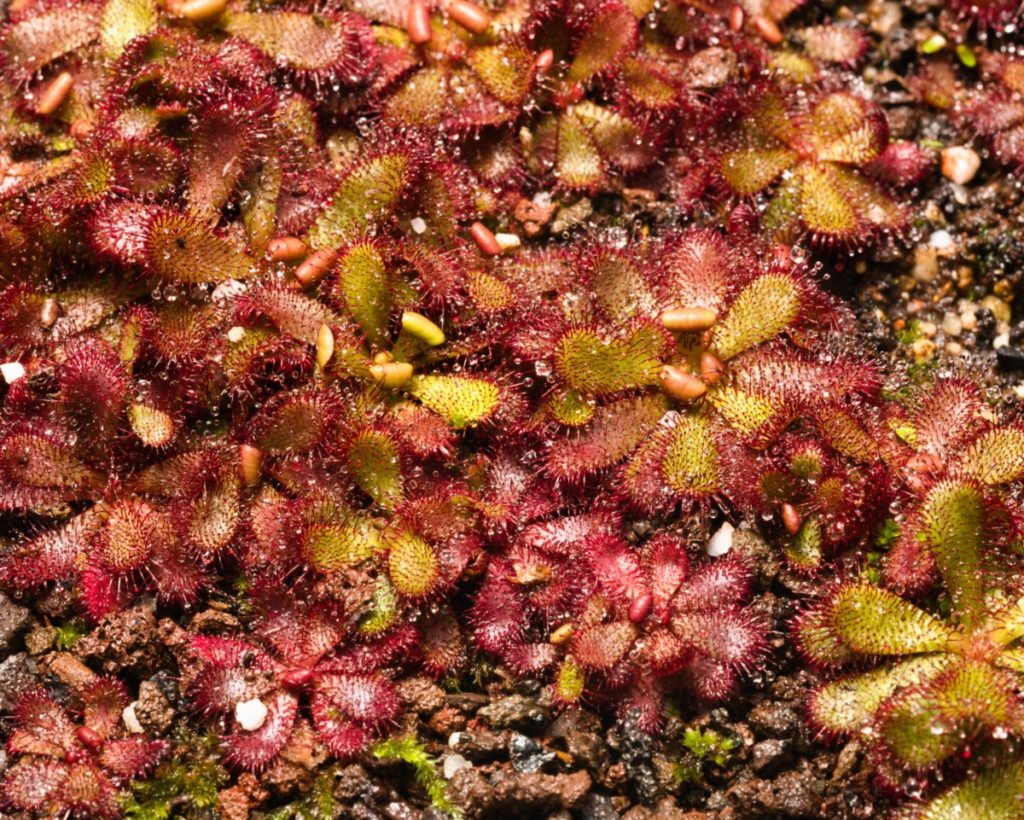 Drosera hamiltonii - Carnivores.Zone