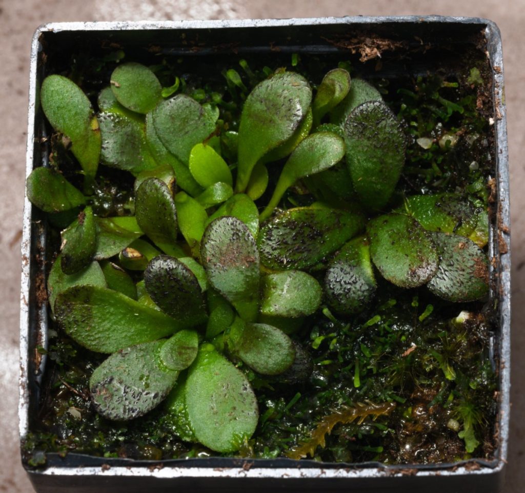 Genlisea hispidula "slightly hairy form" {Caluncinga/Kalucinga, Andulo ...