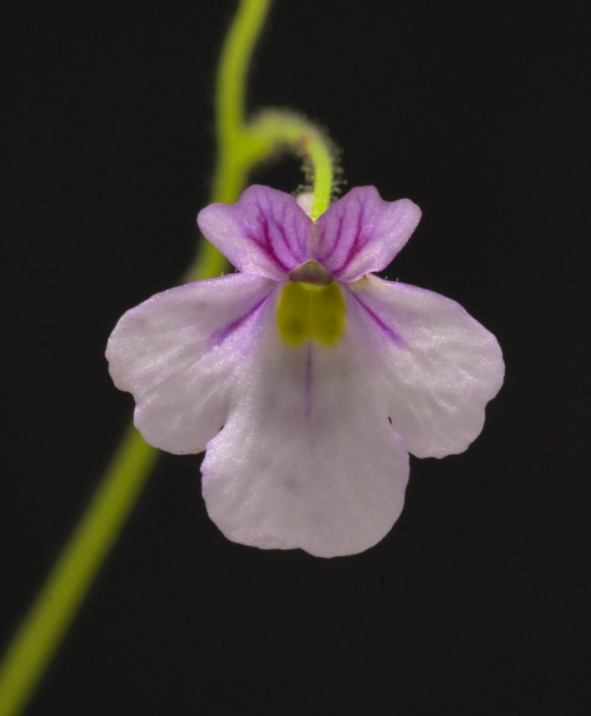 Genlisea lobata x flexuosa - Carnivores.Zone