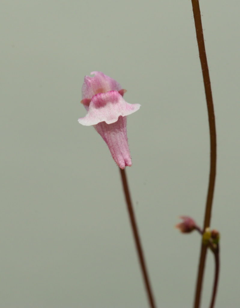 Genlisea margaretae {Calucinga/Kalucinga, Andulo, northern Bié, Angola ...