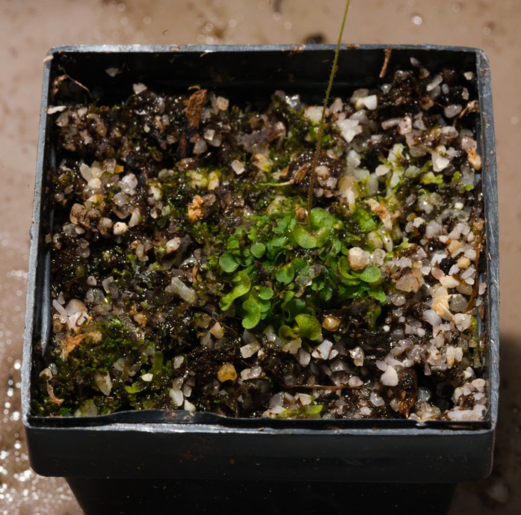 Genlisea pygmaea {Mato Grosso, Brésil} - Carnivores.Zone