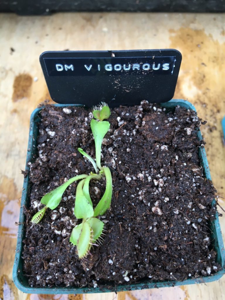 Dionaea Muscipula Vigourous - Carnivores.Zone