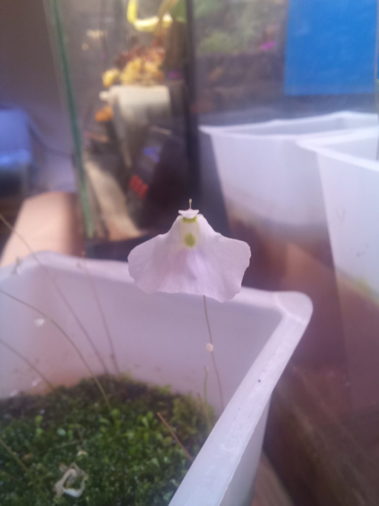 Utricularia livida Mexico - Carnivores.Zone