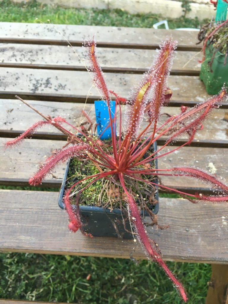 Droséra Capensis "red" - Carnivores.Zone