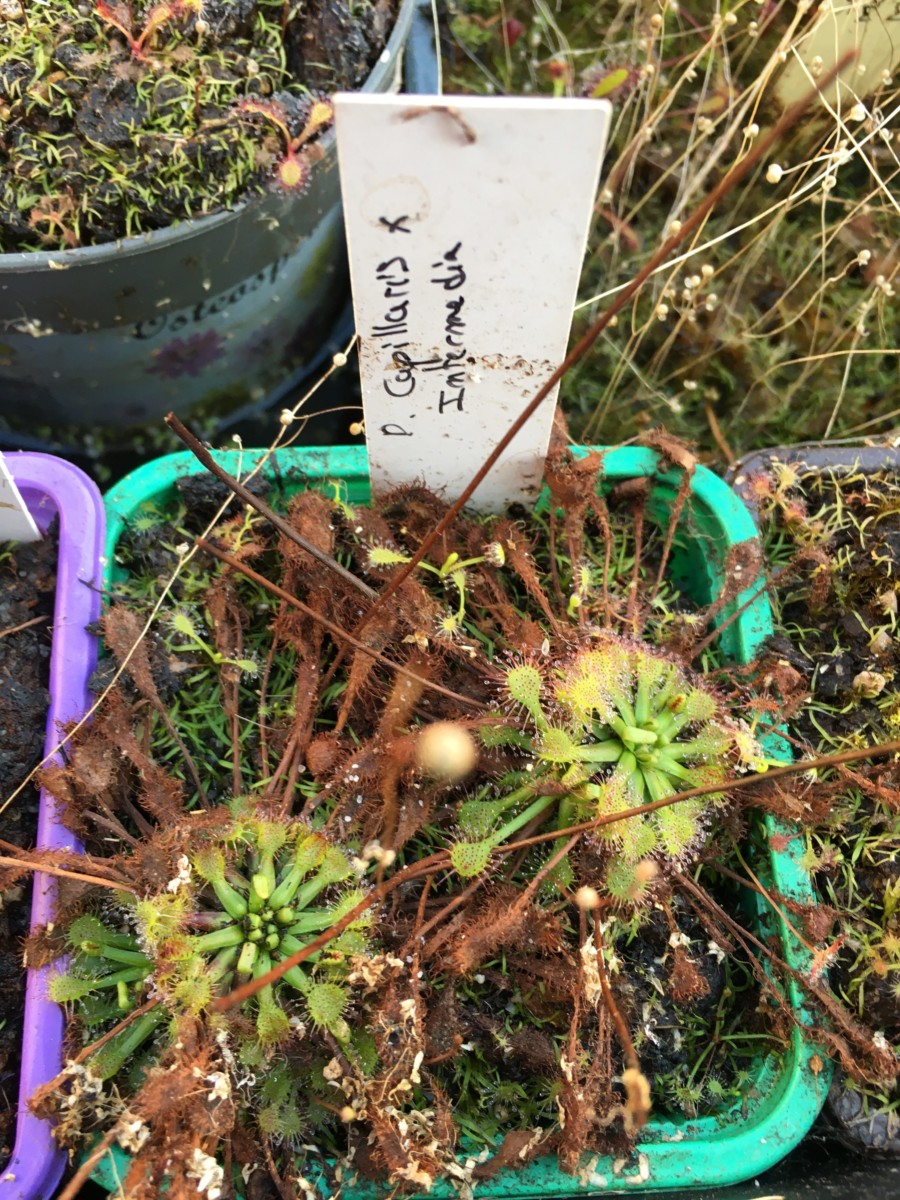 Droséra Capillaris x intermedia - Carnivores.Zone