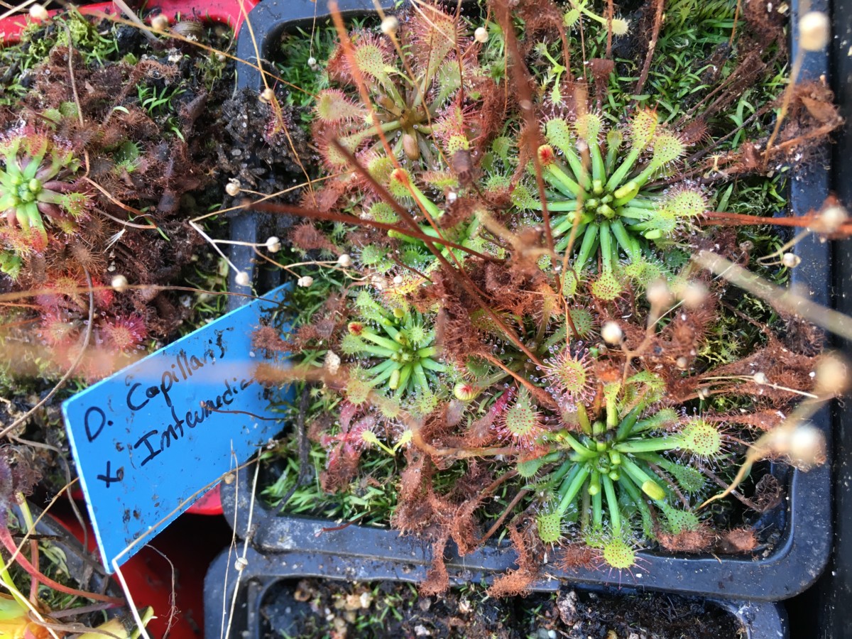 Droséra Capillaris x intermedia - Carnivores.Zone