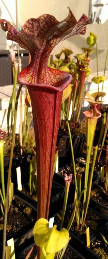 S.x Moorei (S.leuco.Baldwin x S.flava rubricorpa-Giant Red Tube Sumatra ...