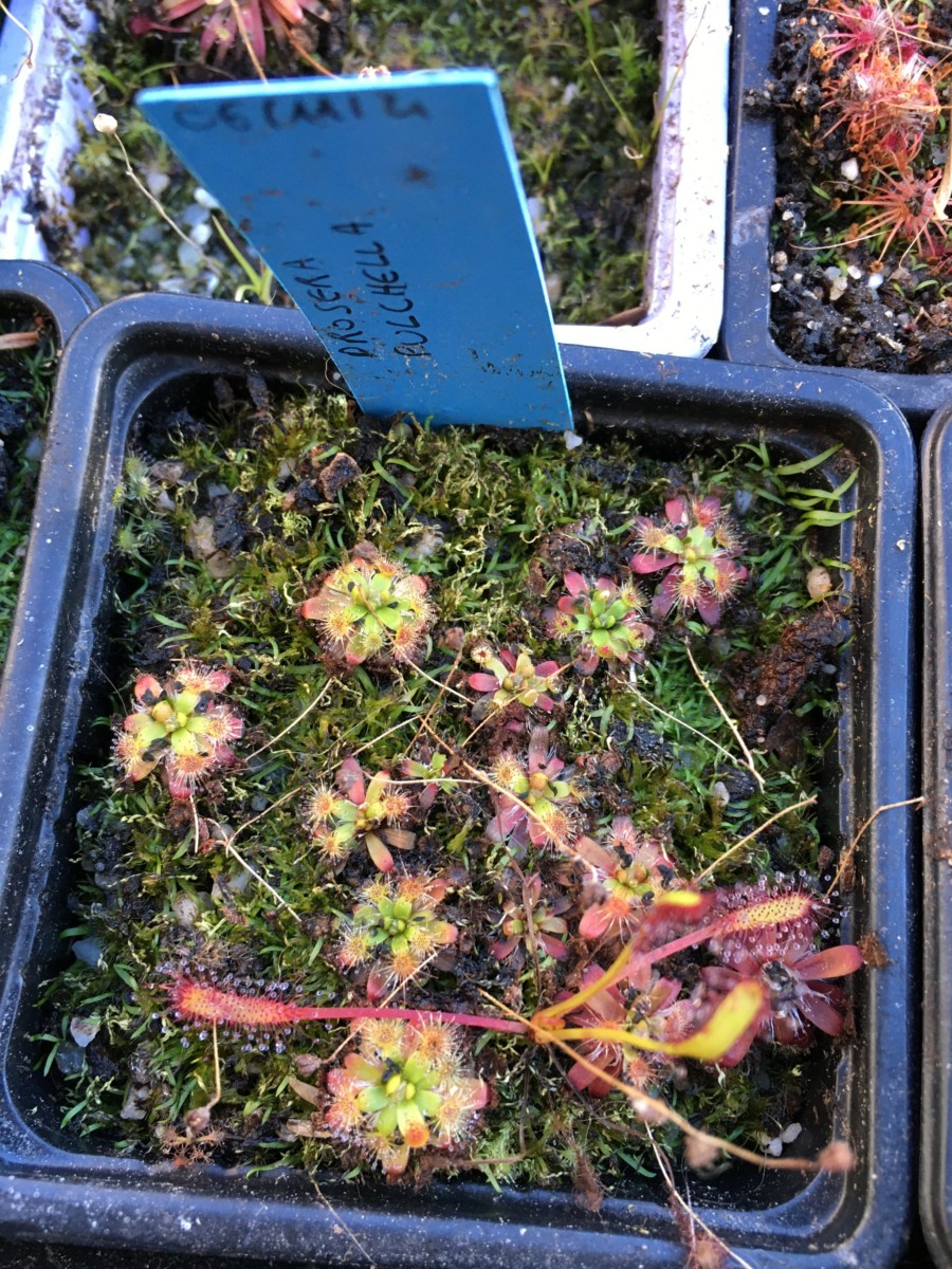 Droséra Pulchella - Carnivores.Zone