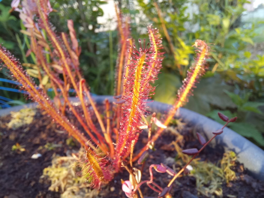 Drosera x hybrida - Carnivores.Zone