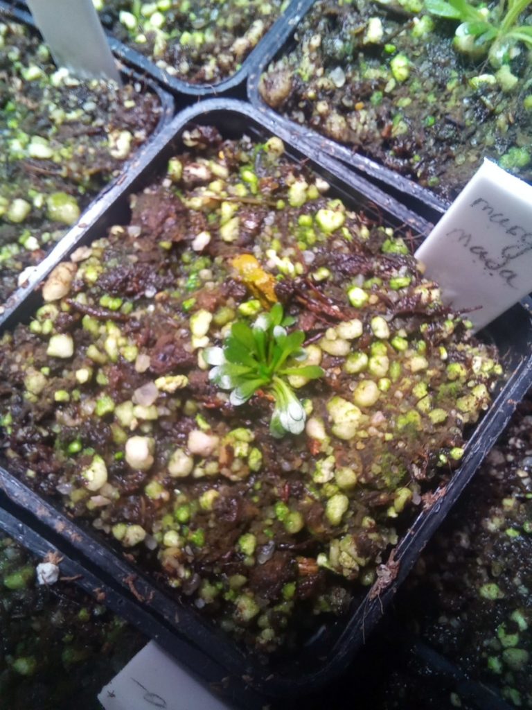 Genlisea margaretae madagascar - Carnivores.Zone