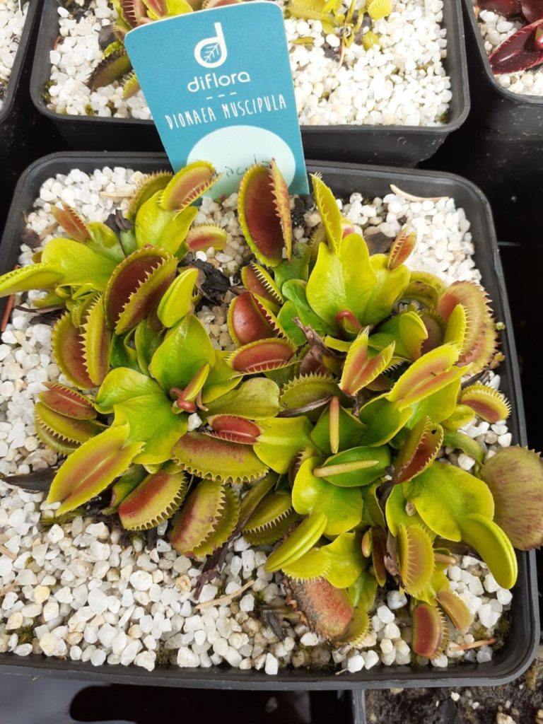 Dionaea 'Dracula' (Diflora origin) - Carnivores.Zone