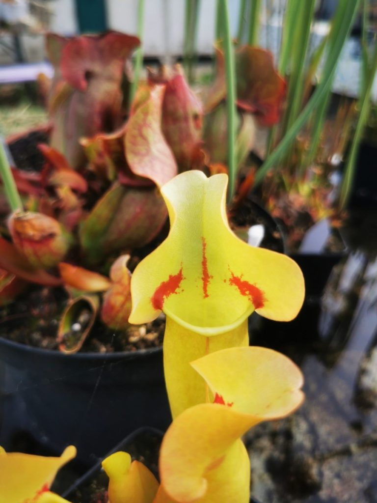 Sarracenia purpurea - 'Sorrow' - Carnivores.Zone