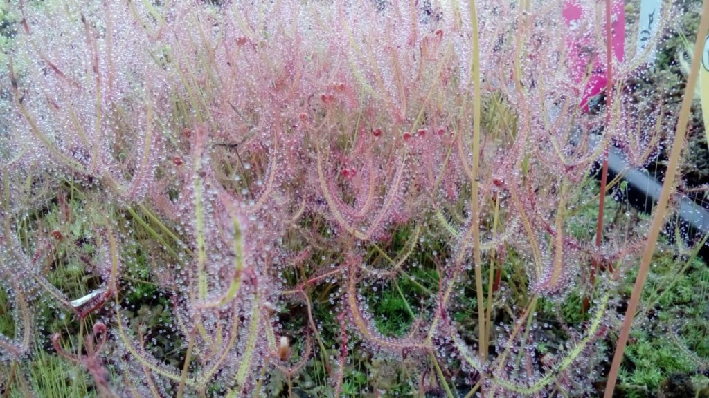 plantes carnivores drosera Mix 1500 graines 1500 seeds Mix of drosera ...