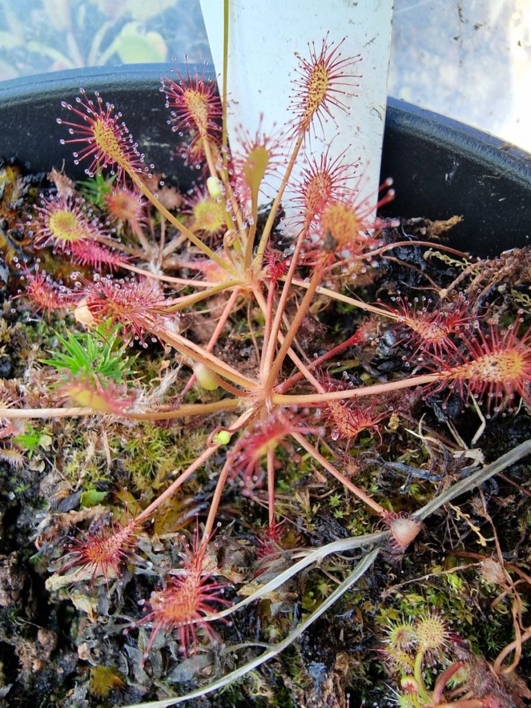Drosera intermedia - Carnivores.Zone