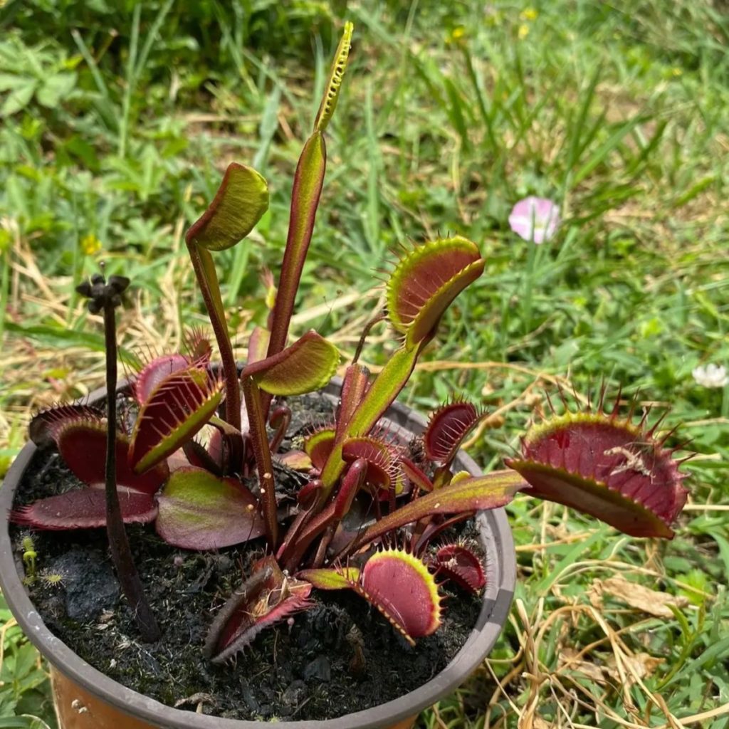 Dionaea muscipula - 'Akai Ryu' - Carnivores.Zone