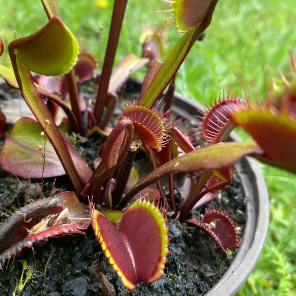 Dionaea muscipula - 'Akai Ryu' - Carnivores.Zone