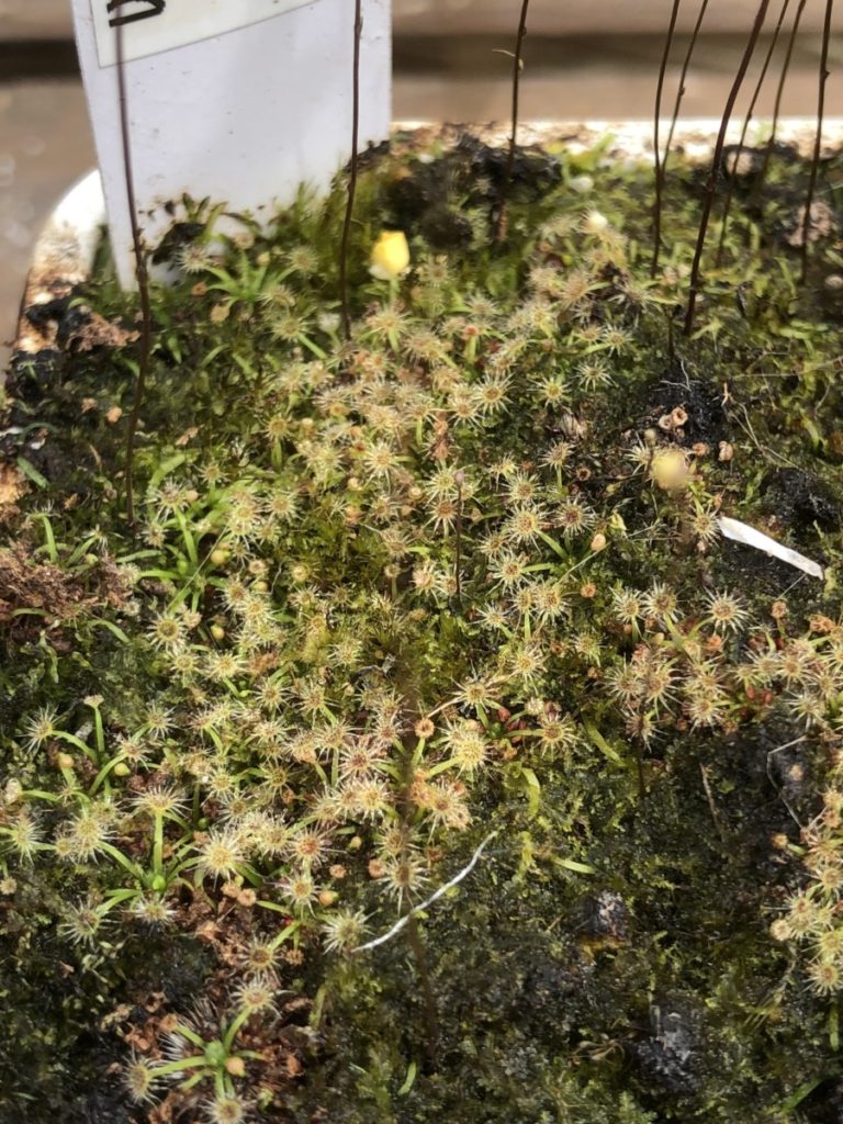 Droséra Occidentalis all green (Pygmée) - Carnivores.Zone