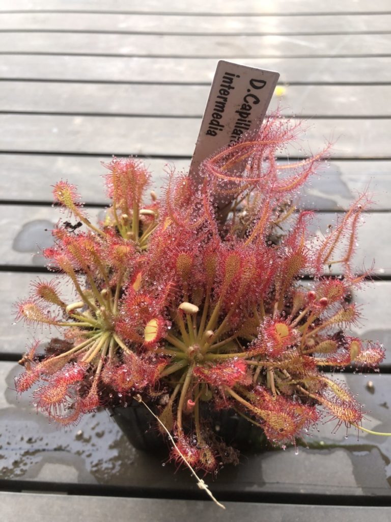 Drosera Capillaris x intermedia - Carnivores.Zone
