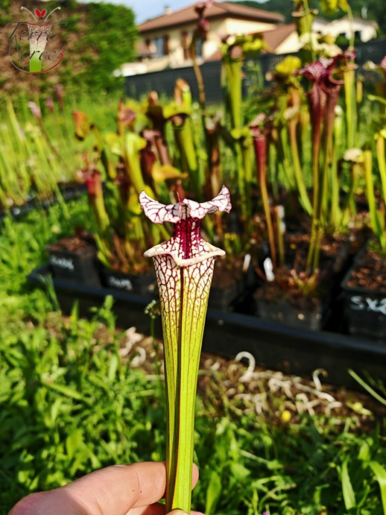 Sarracenia x (S. 'Leah Wilkerson' x S. leucophylla - Large Pink Lipped ...