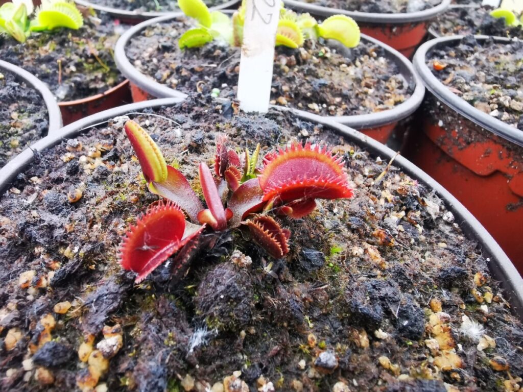 Dionaea muscipula - Red Sawtooth - Carnivores.Zone